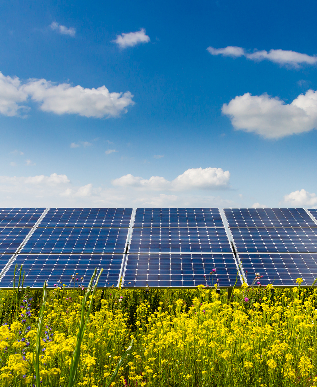 Our Commitment and Dedication to a Sustainable Green Vision